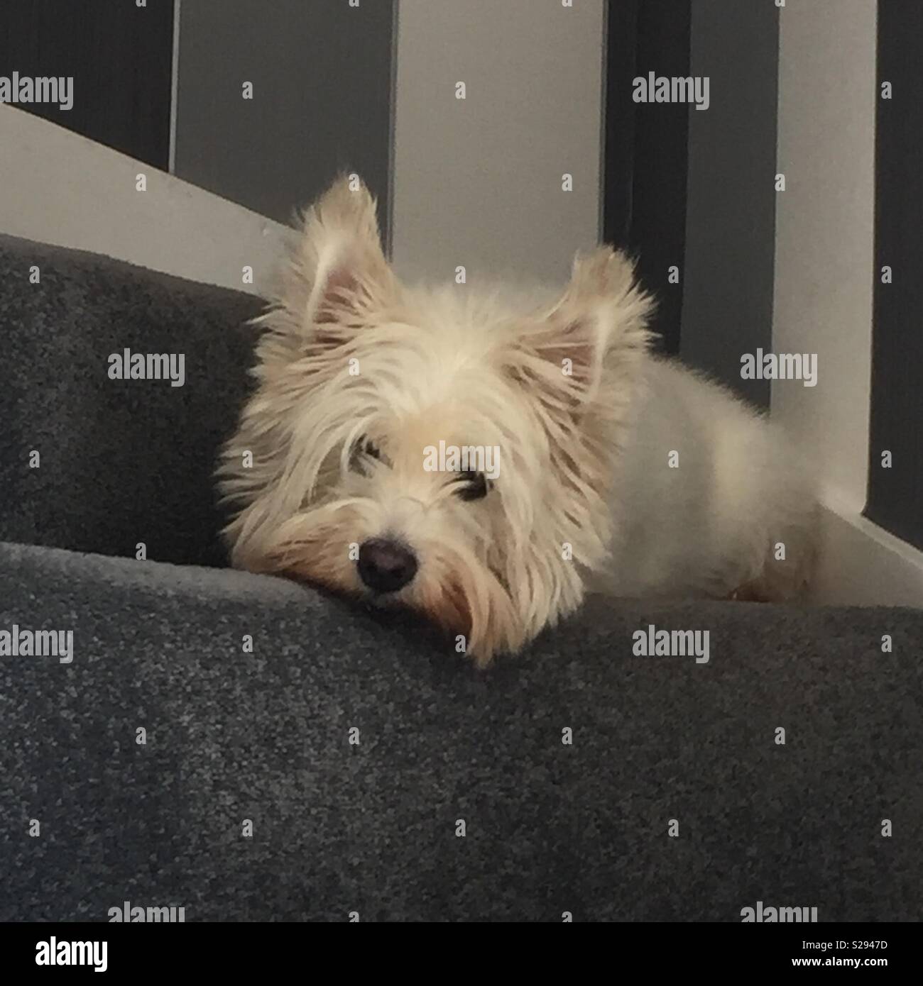 We are fed up hi-res stock photography and images - Alamy