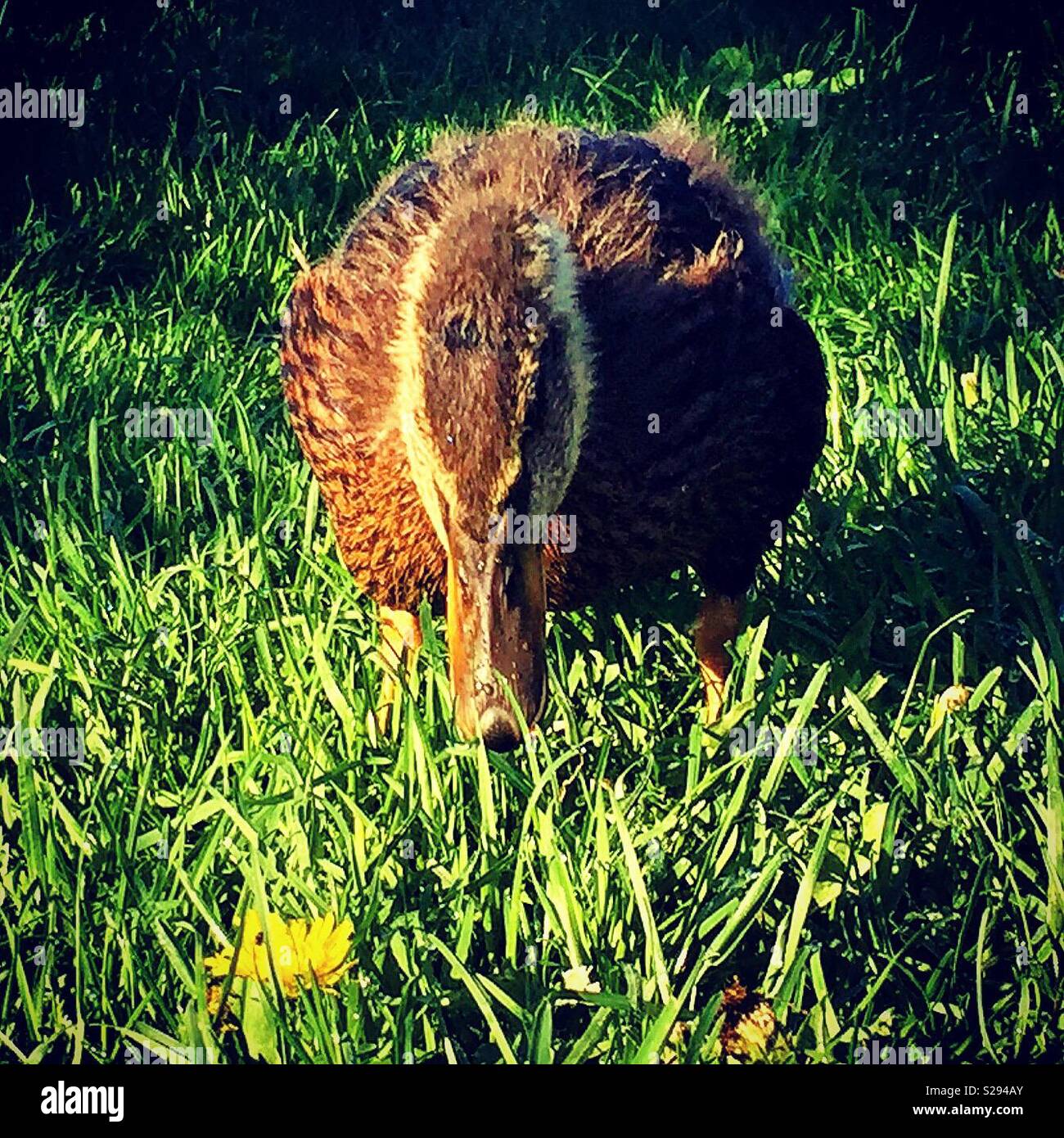 Livestock duck hi-res stock photography and images - Alamy