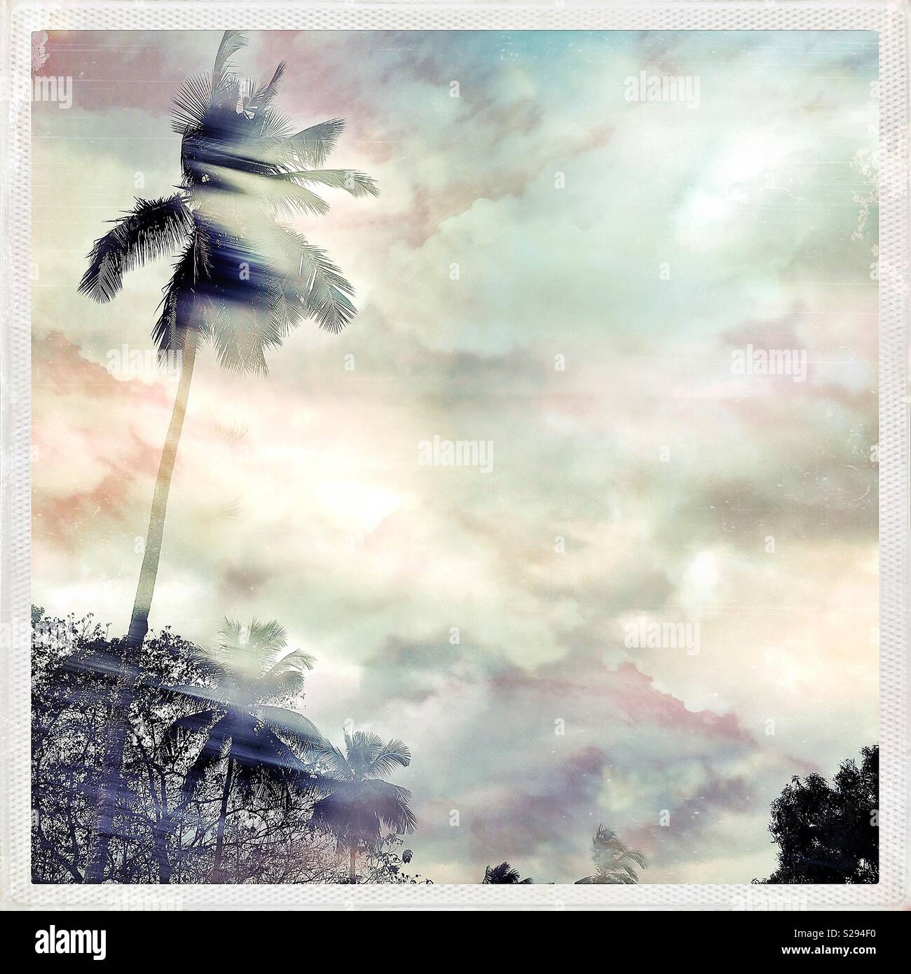 Palm trees sierra leone africa hi-res stock photography and images - Alamy