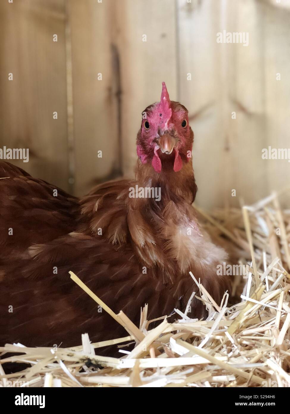 Hen laying egg hi-res stock photography and images - Alamy