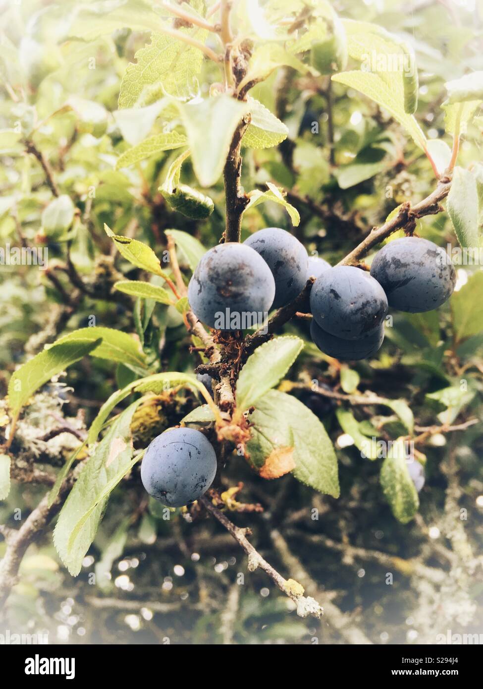 Sloe Berries High Resolution Stock Photography and Images - Alamy