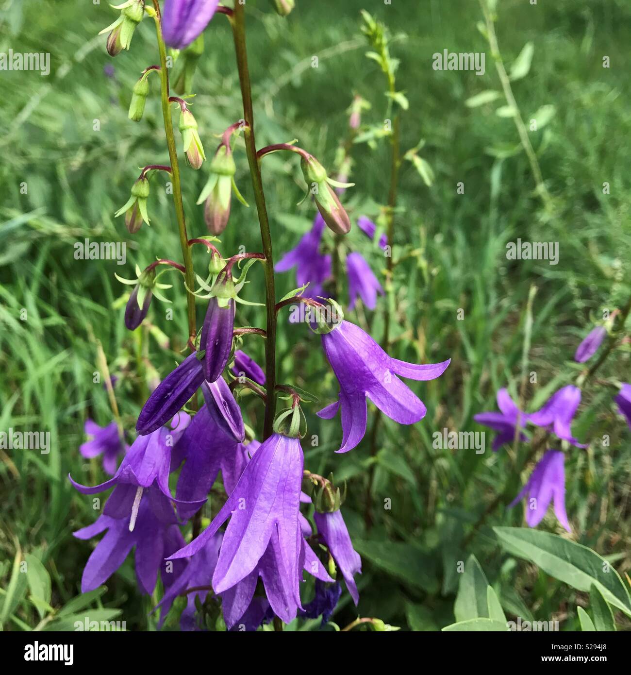 Harebell wildflowers hi-res stock photography and images - Alamy