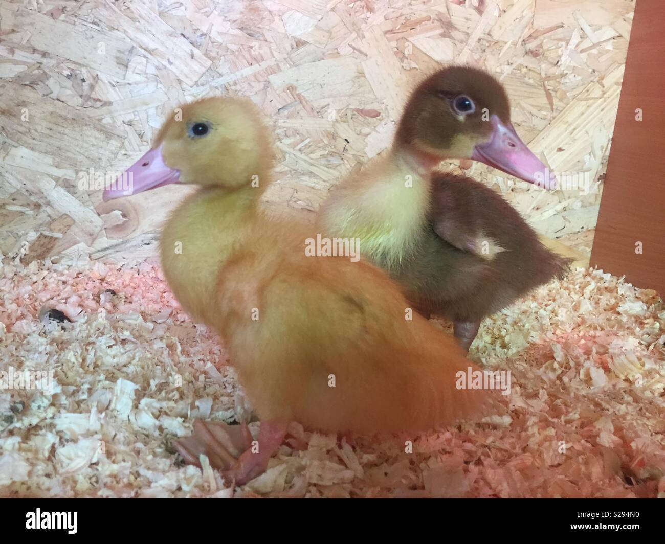 Cute baby ducks hi-res stock photography and images - Alamy