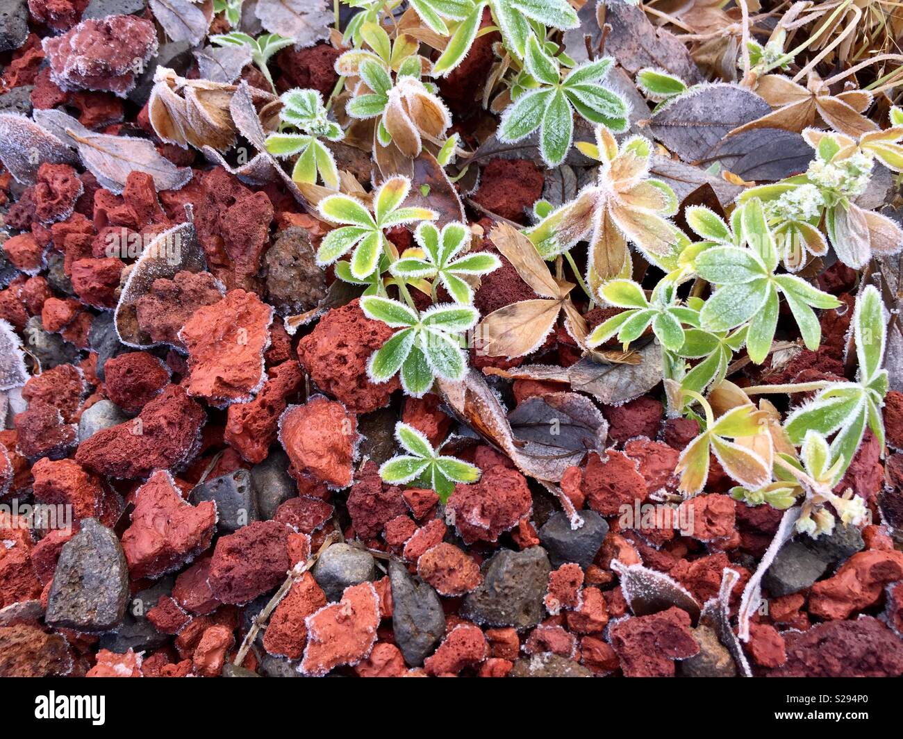 Red lava stone hi-res stock photography and images - Alamy