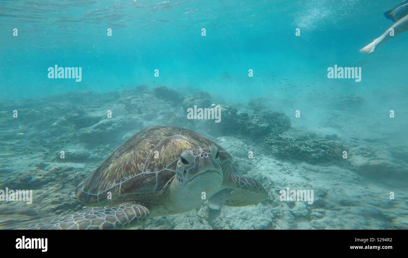 Turtle snorkelling in Bali GIlli T Stock Photo - Alamy