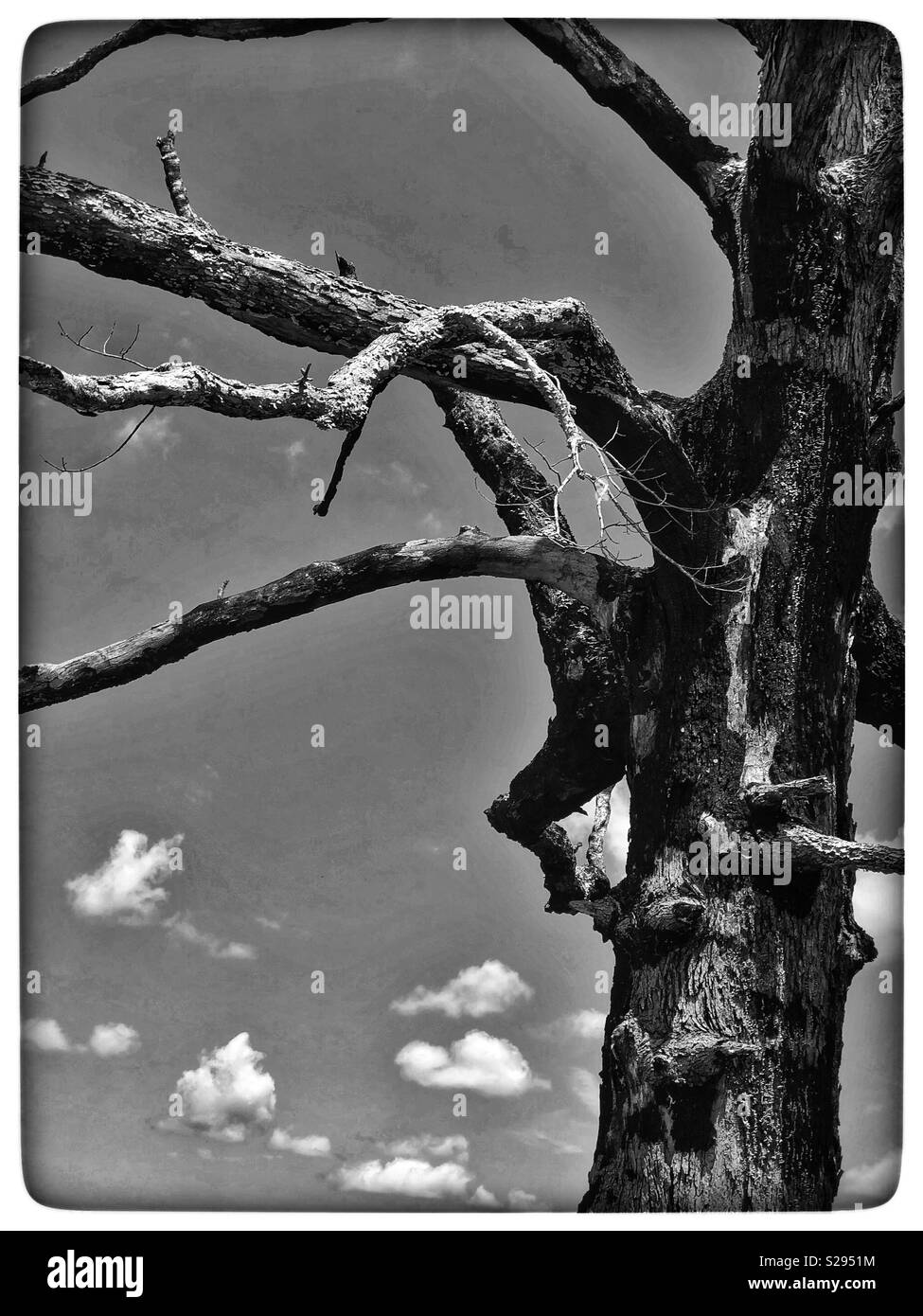 Scary tree limbs hi-res stock photography and images - Alamy