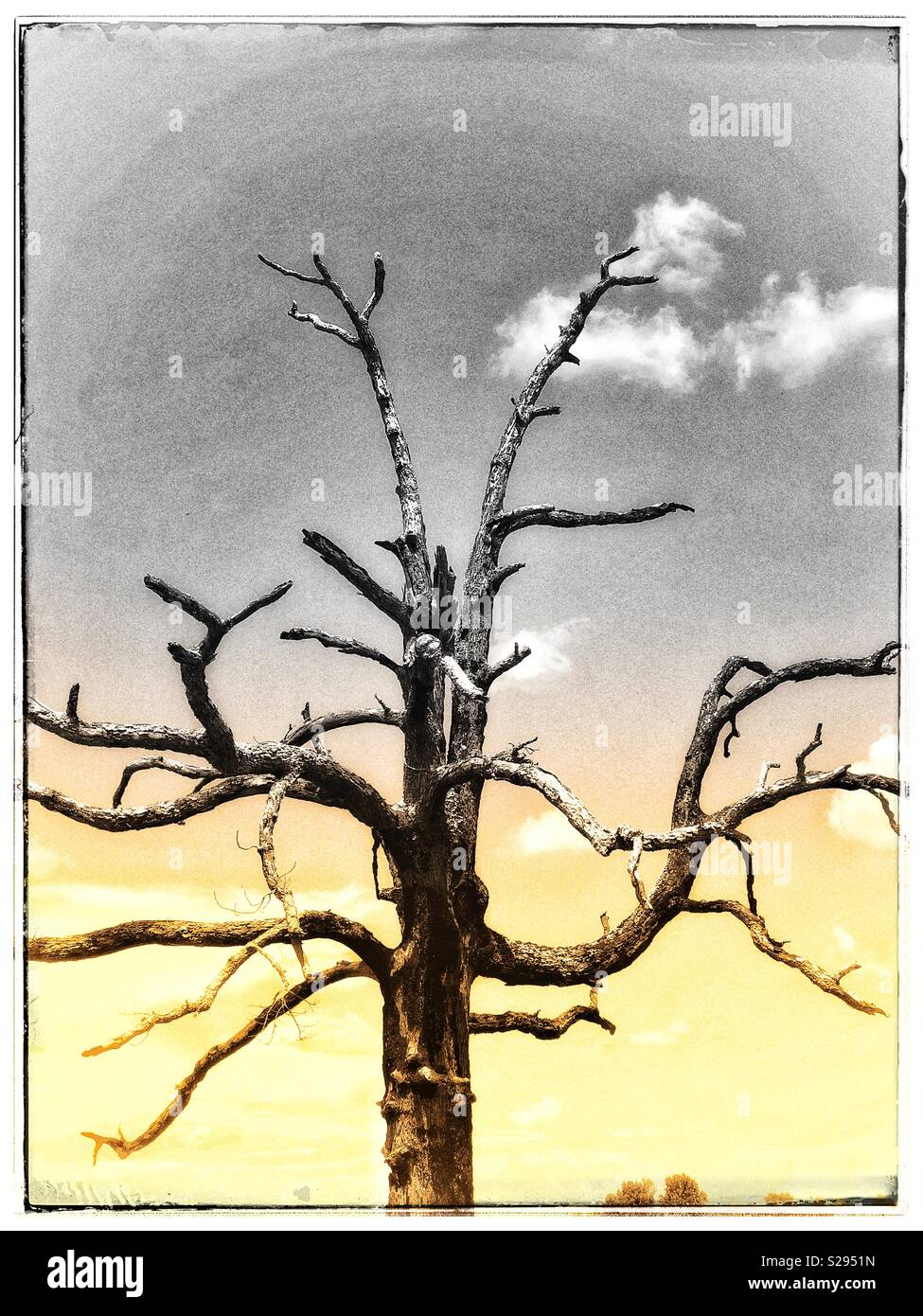 Dead tree limbs hi-res stock photography and images - Alamy