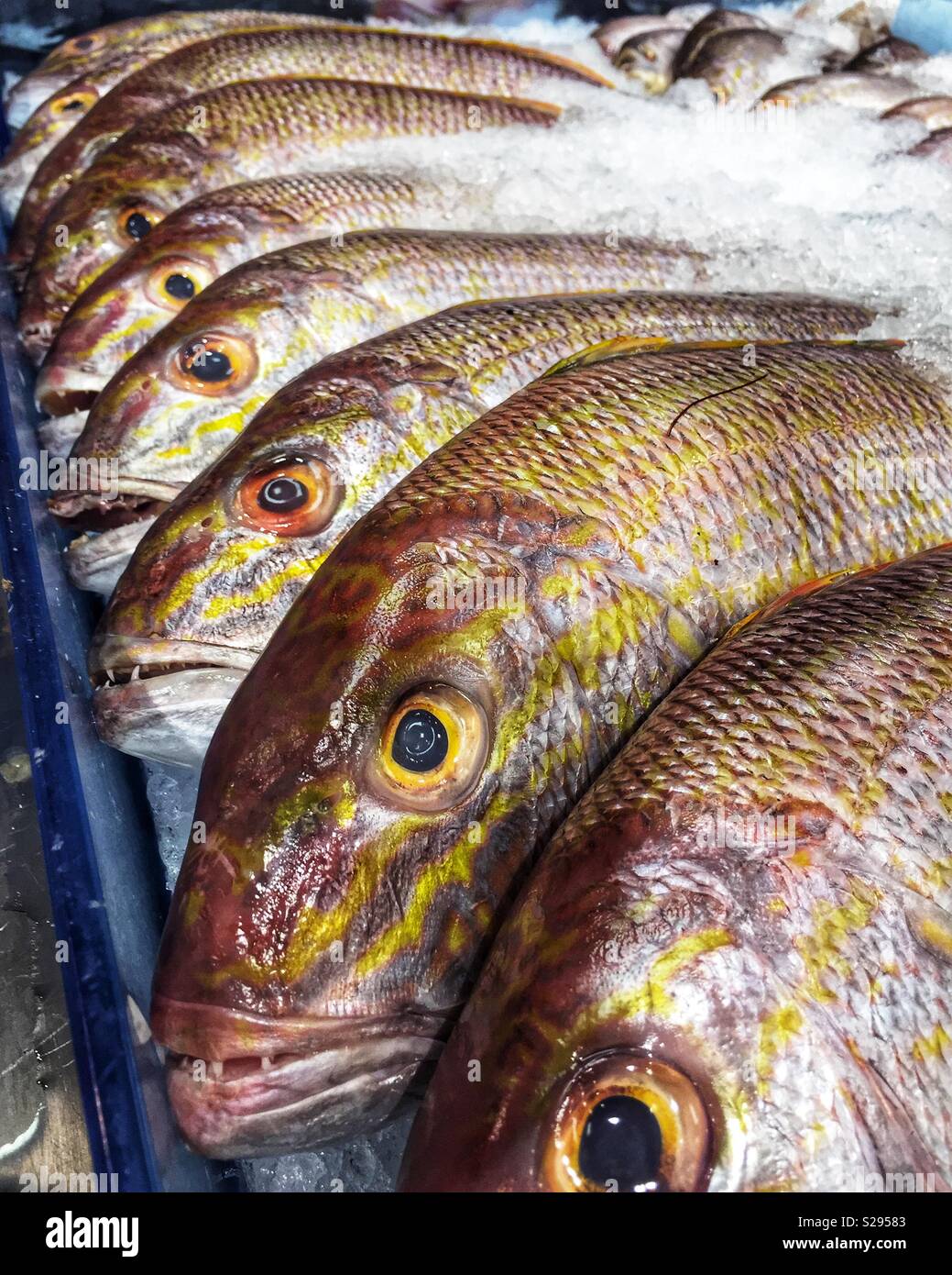 Ice Trays Stock Photos & Ice Trays Stock Images - Alamy