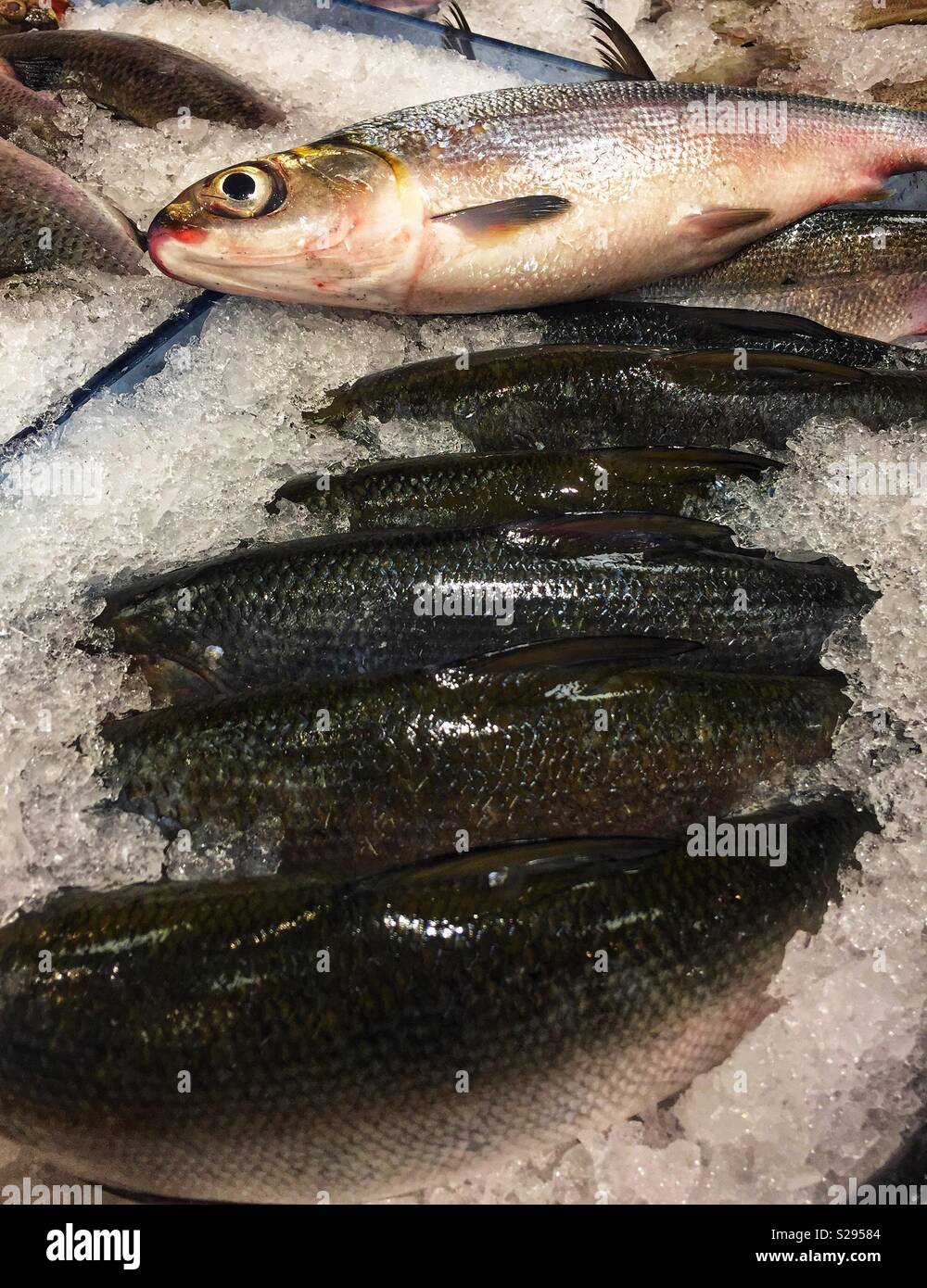 Fish being sold in market hi-res stock photography and images - Alamy