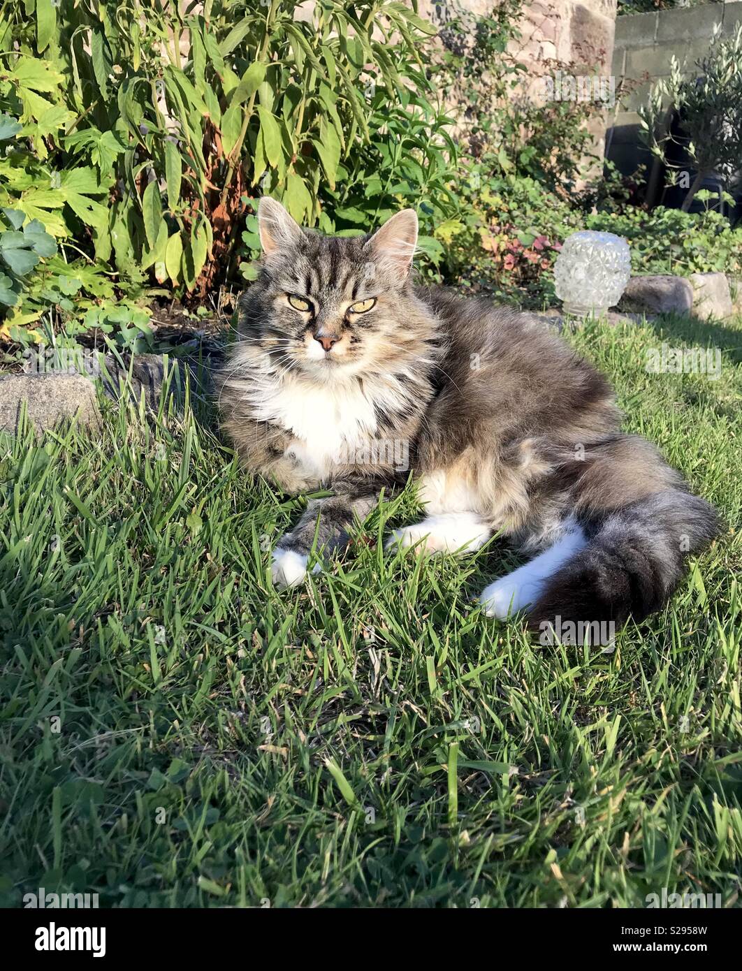 Tabby Cat in the garden lapping up the late sunshine Stock Photo - Alamy