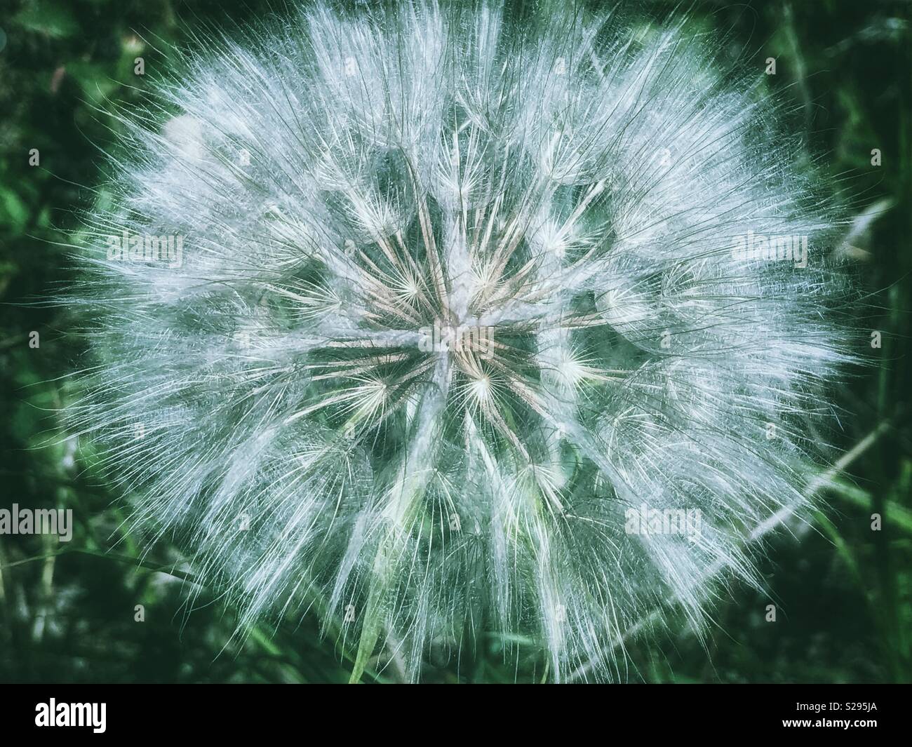 Yellow salsify seeds hi-res stock photography and images - Alamy