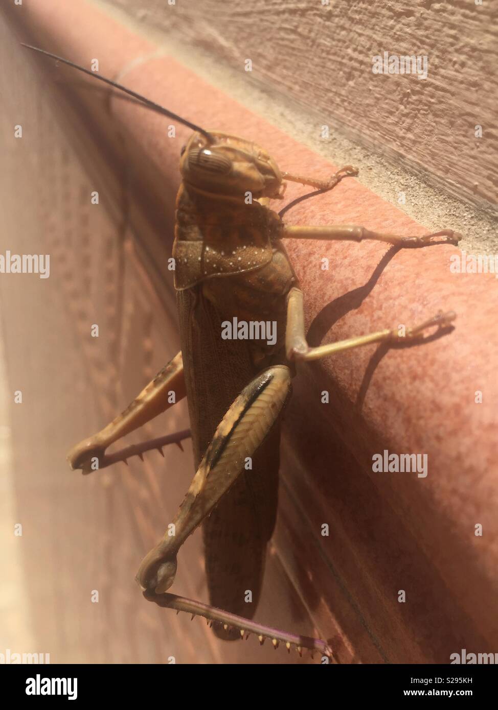 Locusts Stock Photos & Locusts Stock Images - Alamy