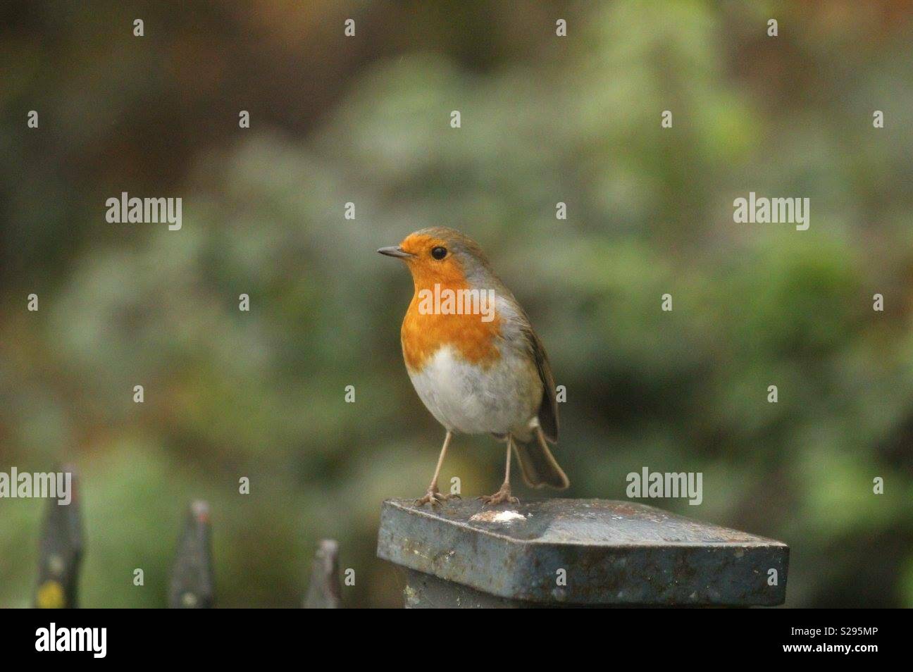 Rocking bird hi-res stock photography and images - Alamy