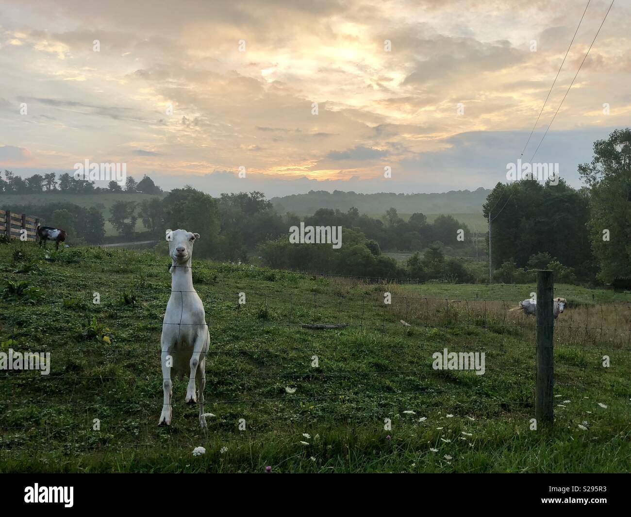 Dairy goat hi-res stock photography and images - Alamy