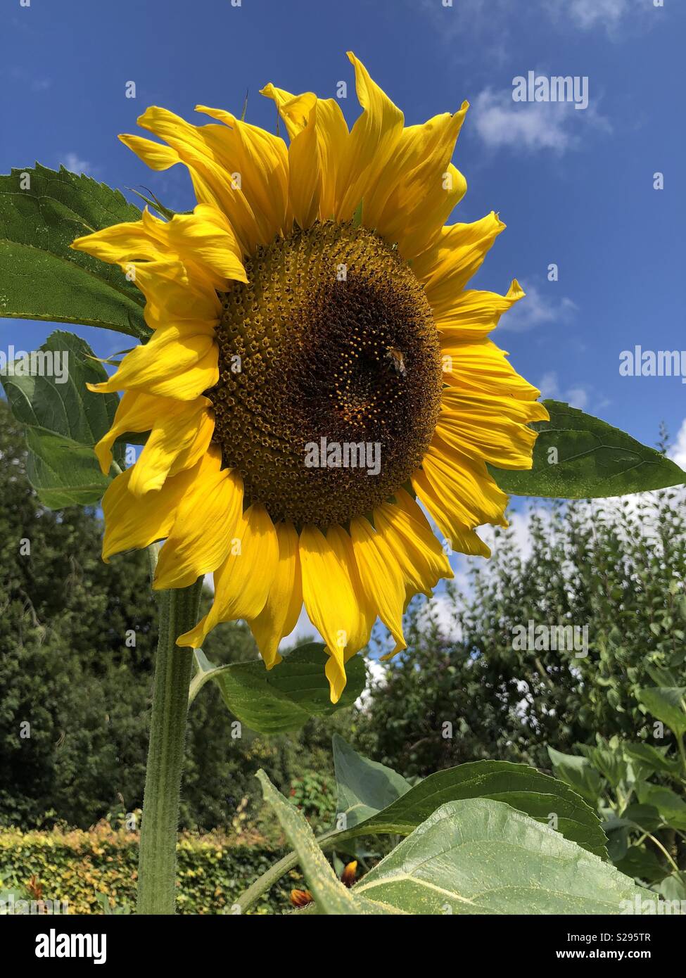 Tall sunflower hi-res stock photography and images - Alamy