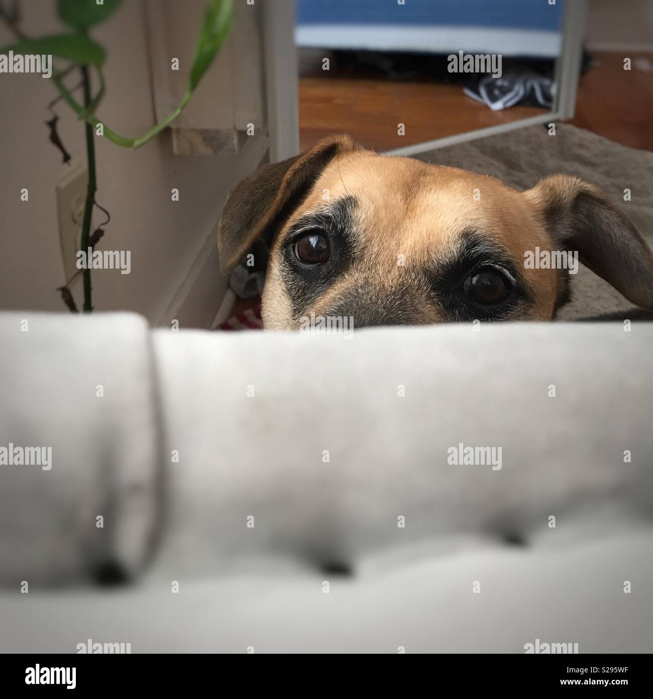 Dog peeking over chair Stock Photo - Alamy