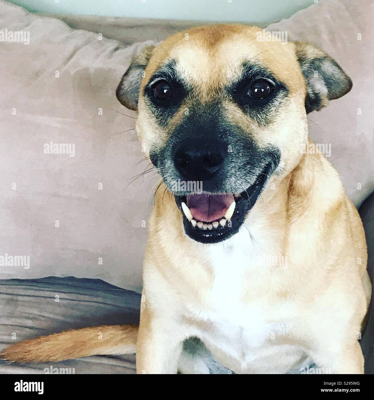 Happy canine hi-res stock photography and images - Alamy