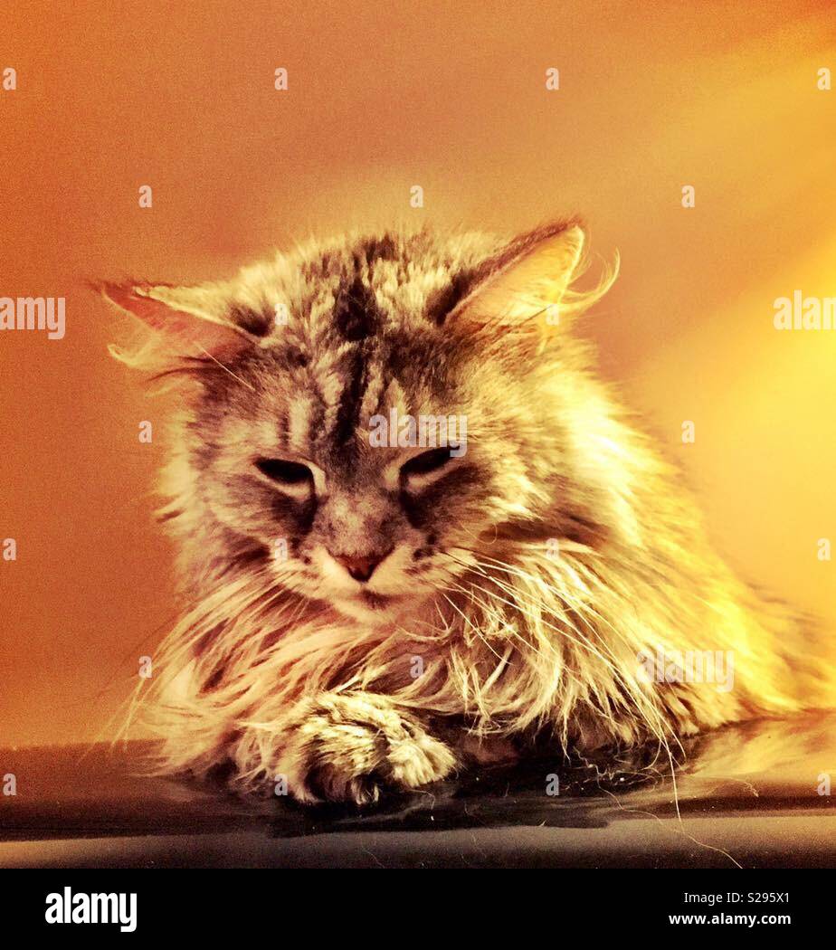 Luna the cat hi-res stock photography and images - Alamy