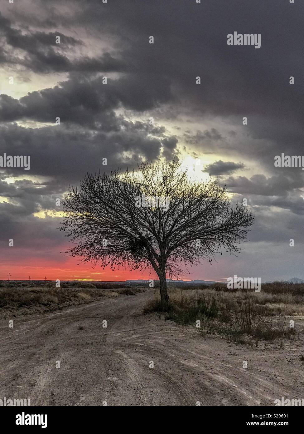 Solemn tree hi-res stock photography and images - Alamy