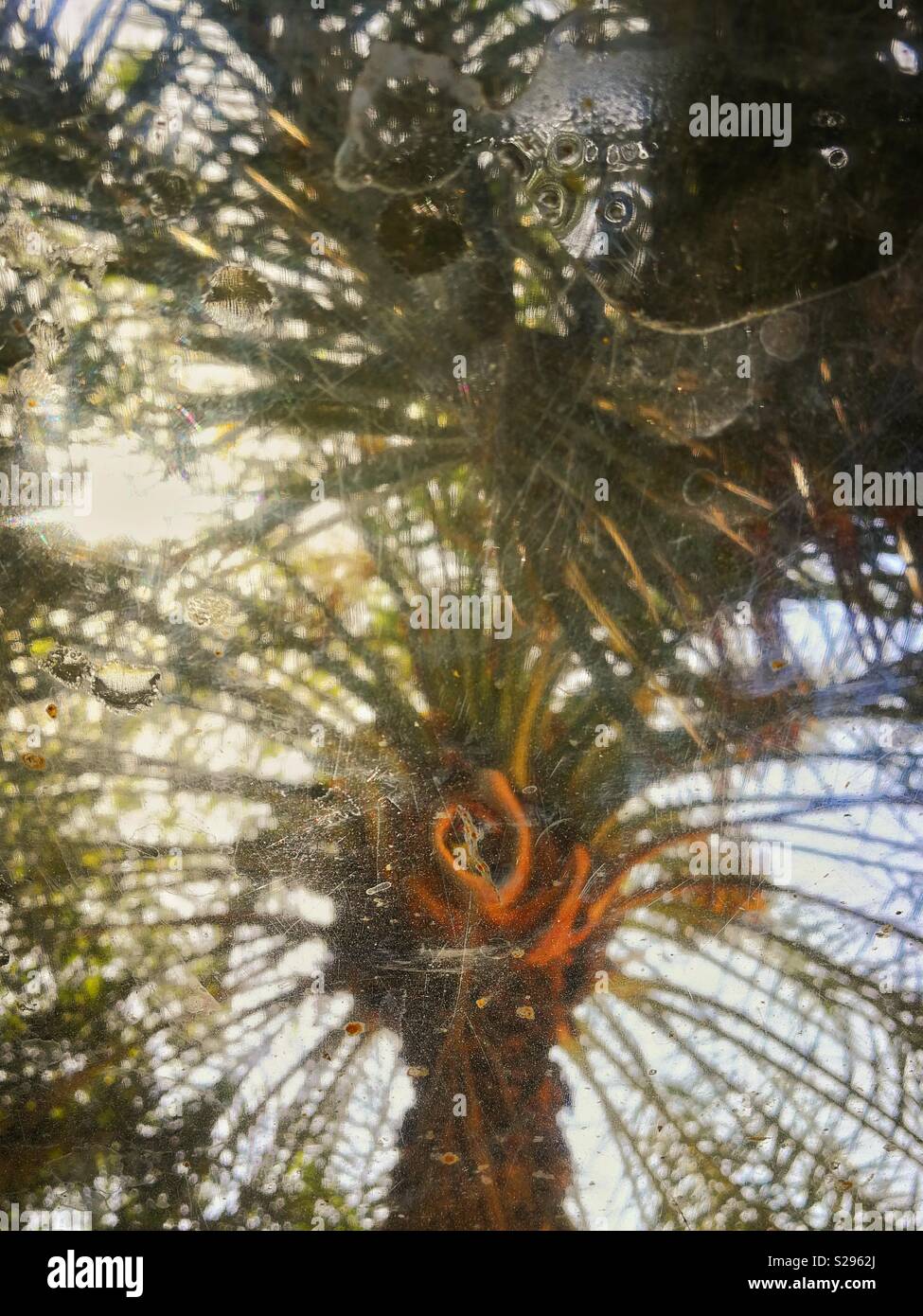 Abstract reflection of palm tree/ date tree Stock Photo - Alamy
