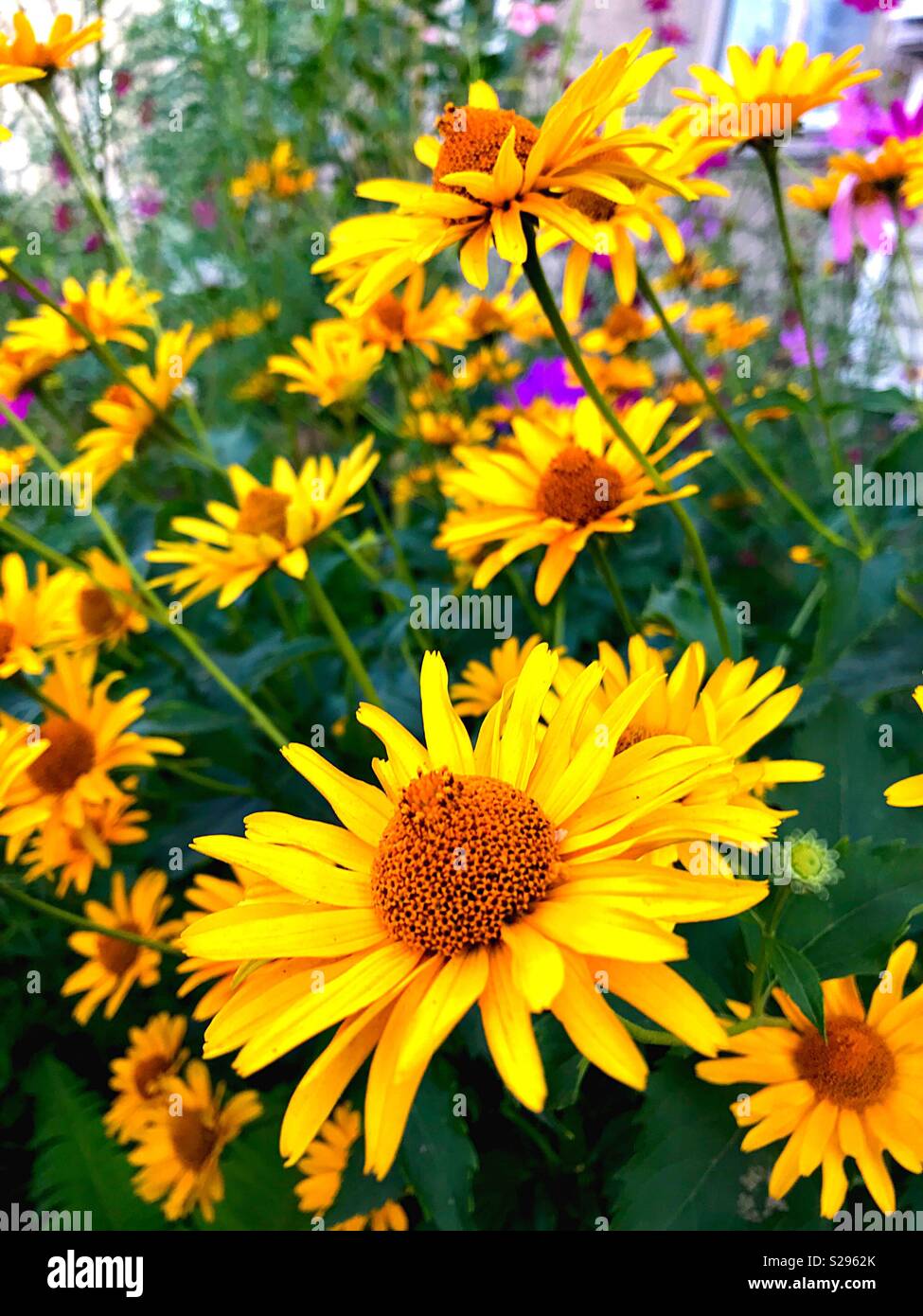 bright yellow flowers Stock Photo - Alamy