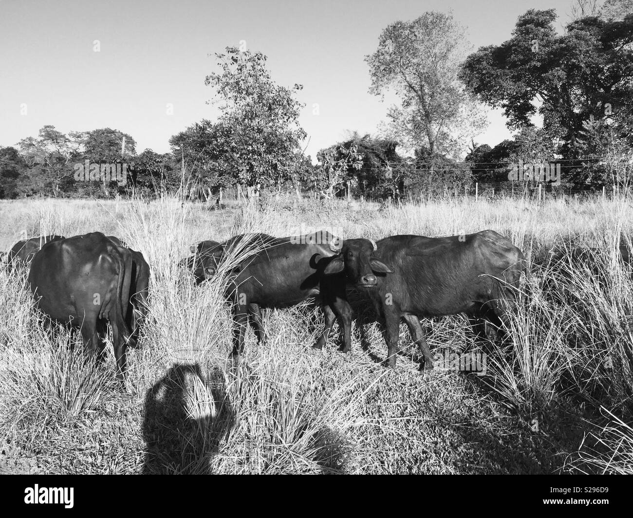 Cattle, Chitwan, Nepal Stock Photo - Alamy