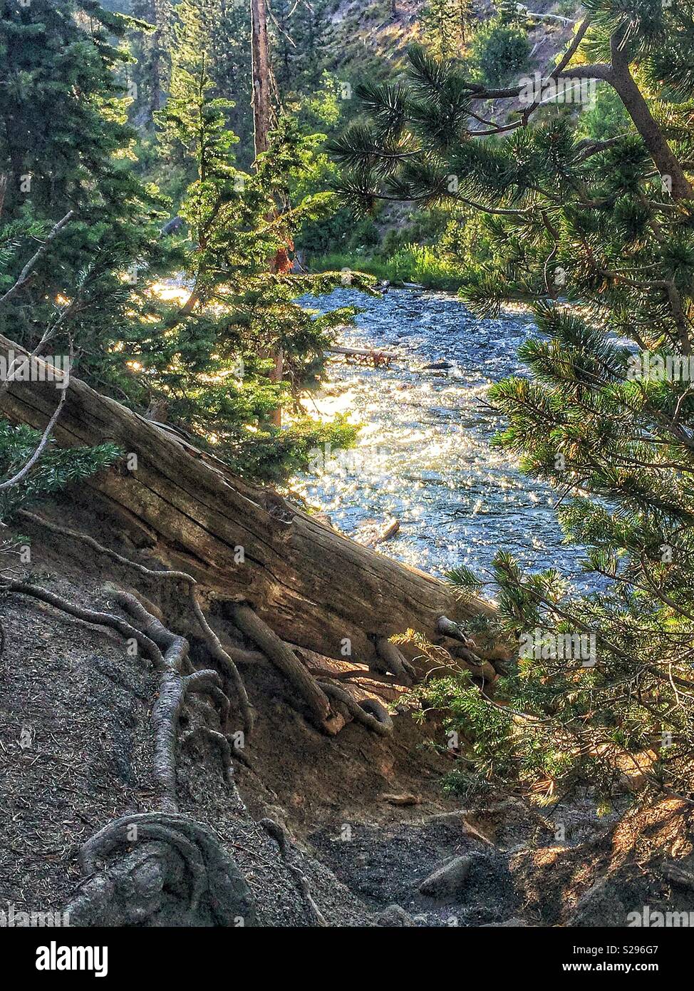 Riverside plants hi-res stock photography and images - Alamy