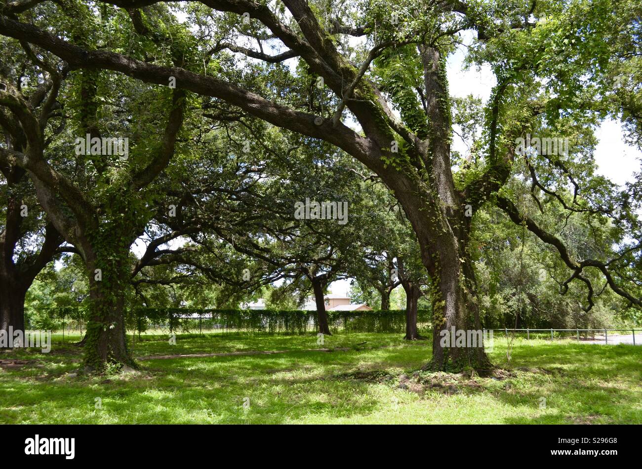 Large trees in a park Stock Photo - Alamy