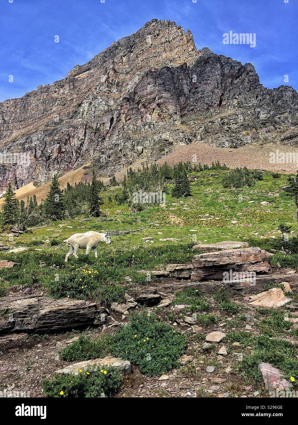 Montana mountain goat hi-res stock photography and images - Alamy