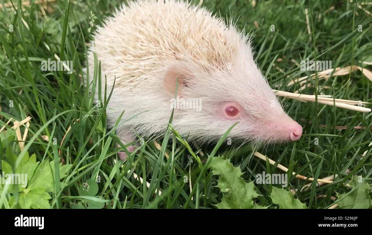 Rare white hedgehog hi-res stock photography and images - Alamy