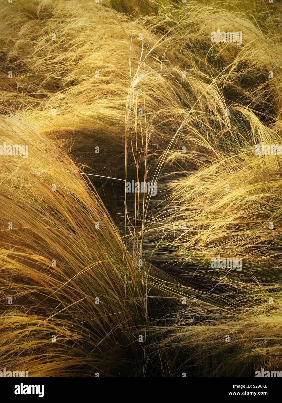 The Beauty of gold hay Stock Photo - Alamy