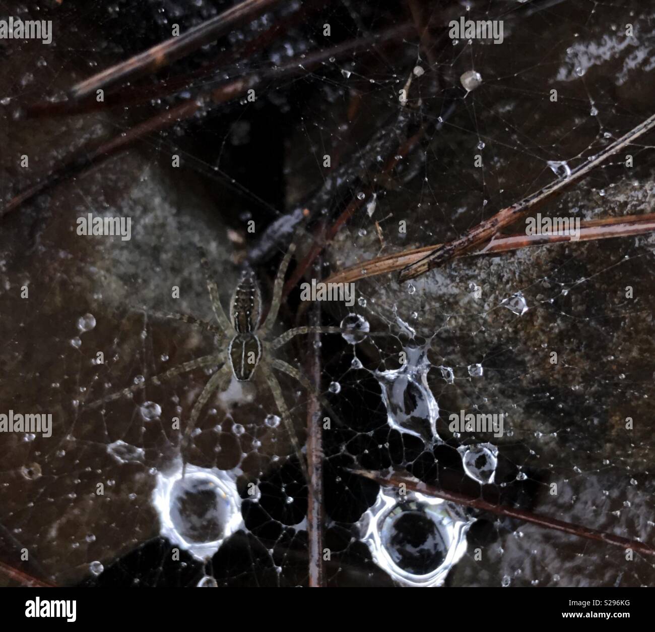 Spider web rain hi-res stock photography and images - Alamy