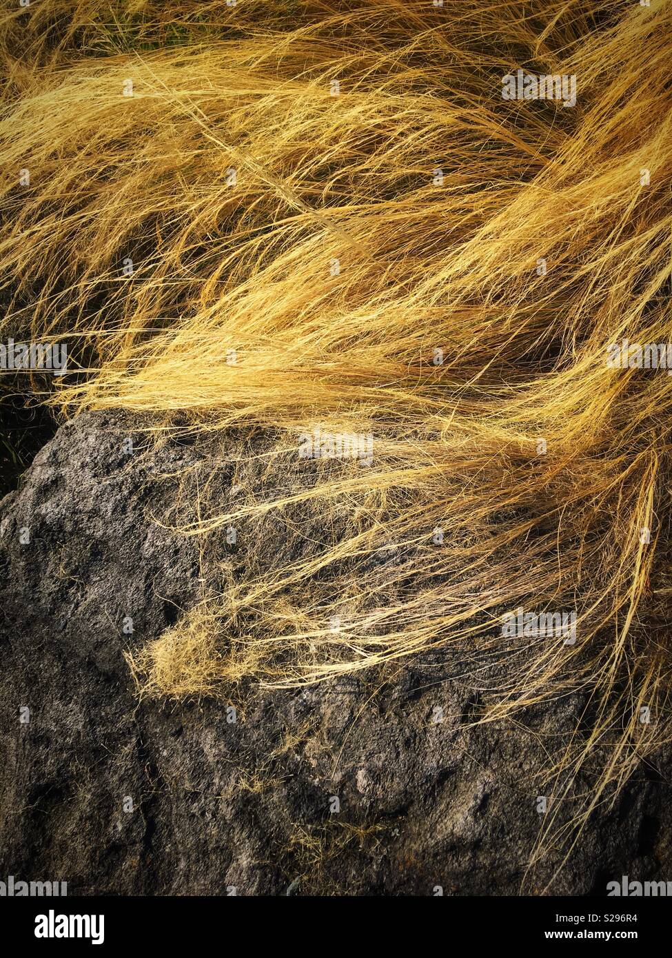 It is a vertically rectangular photo image hi-res stock photography and ...