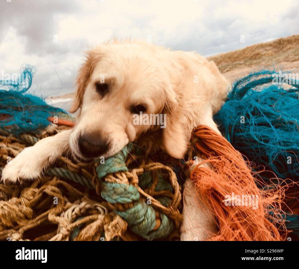 Golden retriever with trash at beach Stock Photo - Alamy