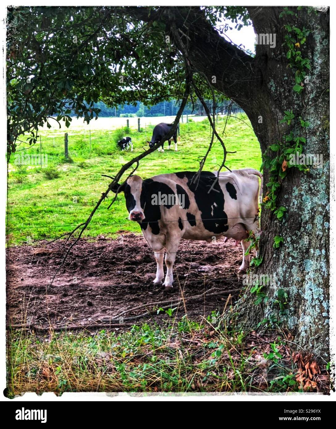 Cow and a tree hi-res stock photography and images - Alamy