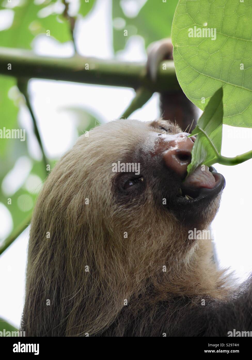 Sloth eating leaves hi-res stock photography and images - Alamy