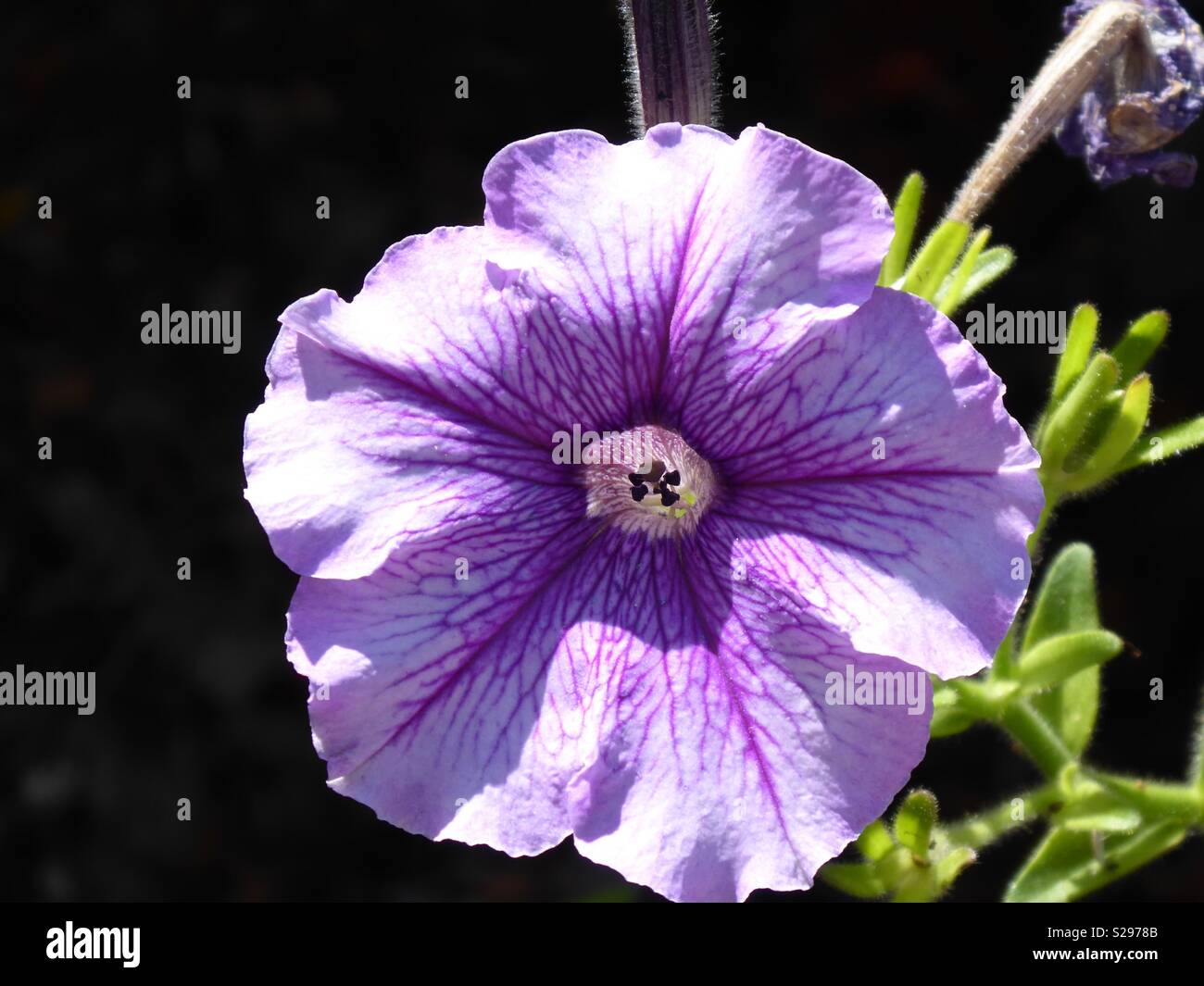 Summer violet hi-res stock photography and images - Alamy