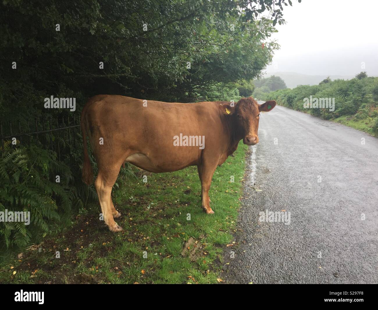 South devon cattle hi-res stock photography and images - Alamy