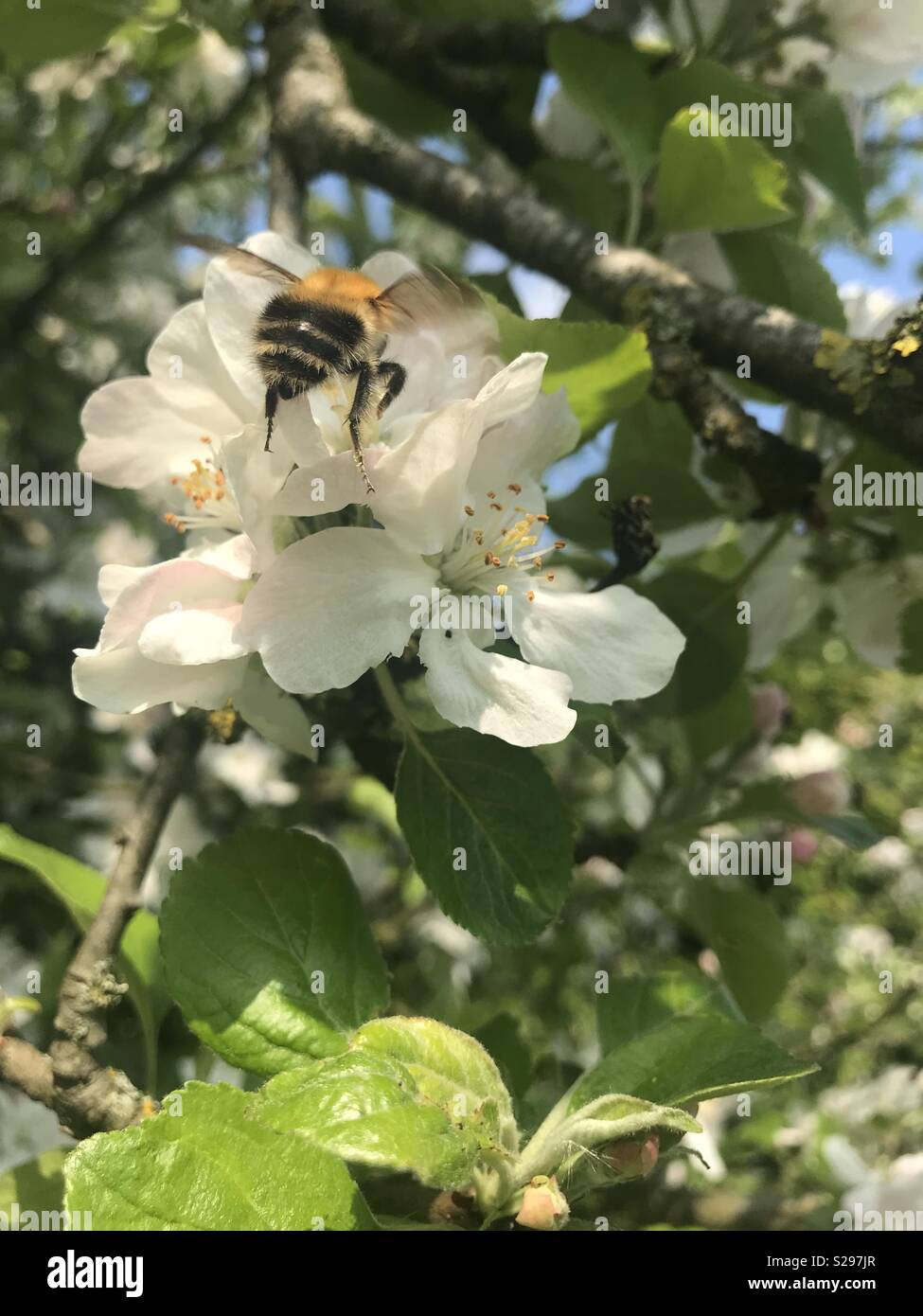 Tree pollination hi-res stock photography and images - Alamy