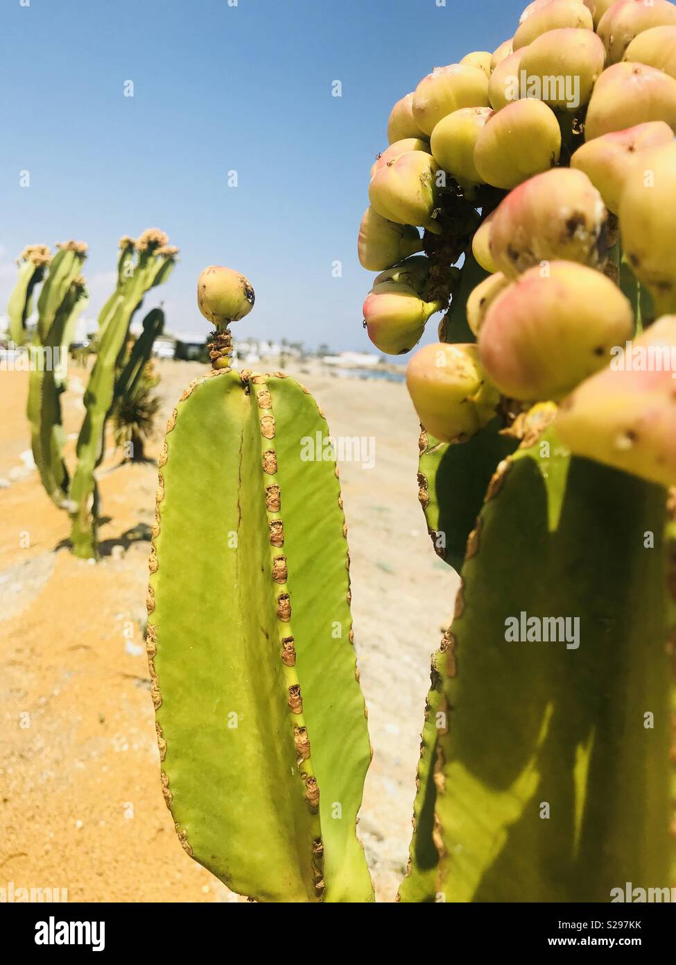 Cacti on the beach Stock Photo - Alamy