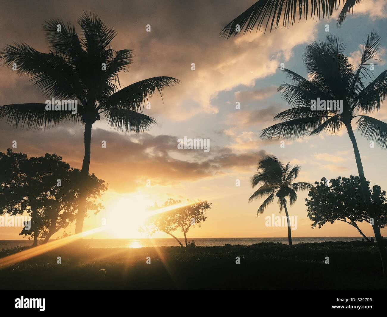 Sunset behind palm trees over the ocean, Maui, Hawaii Stock Photo - Alamy