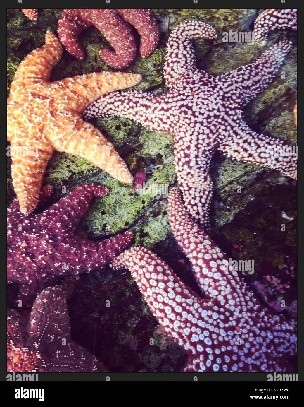 Sea creatures rock pool hi-res stock photography and images - Alamy