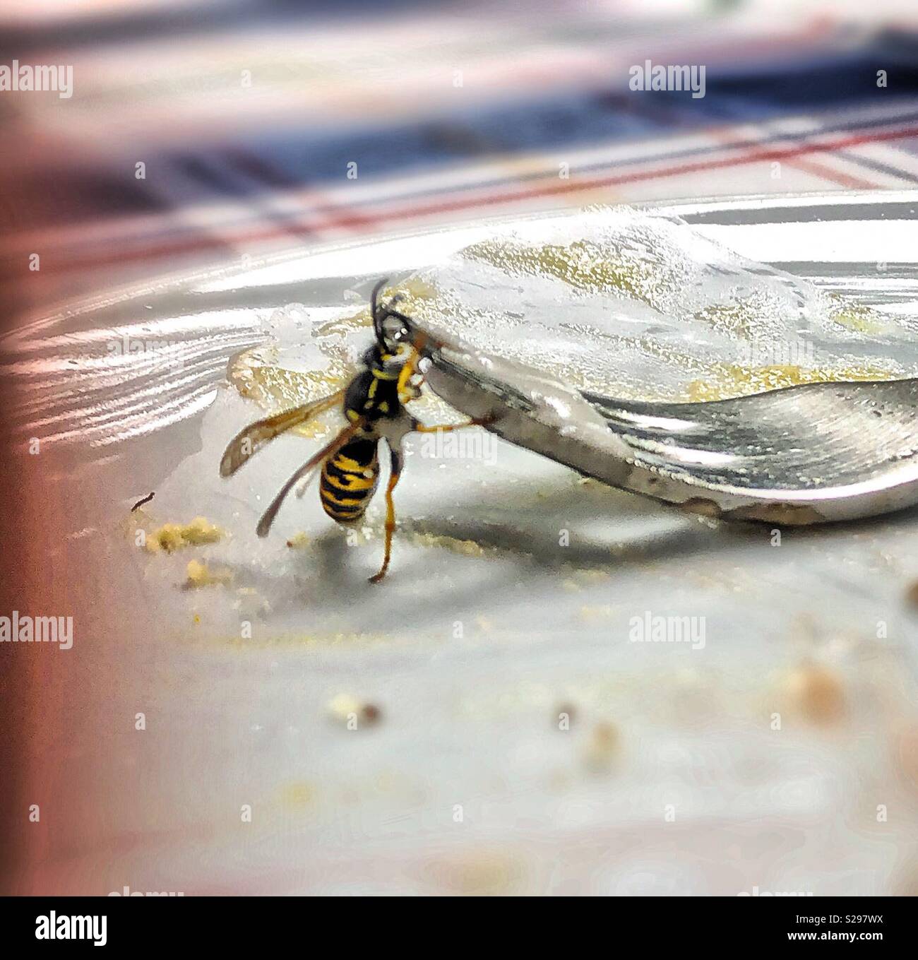 Wasp, saved. Fly away Stock Photo - Alamy