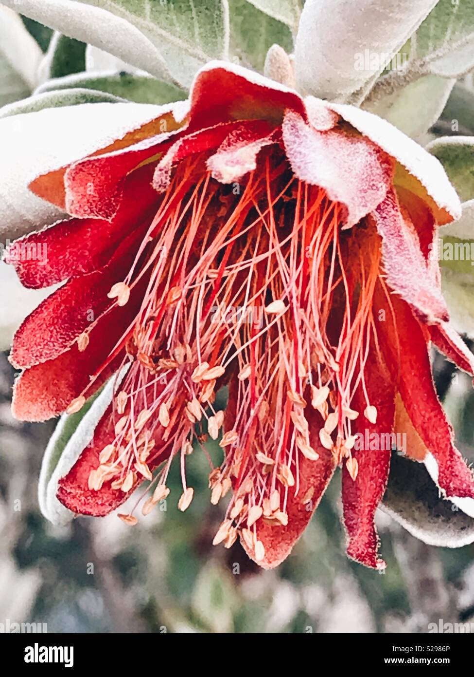 Diplolaena Grandiflora High Resolution Stock Photography and Images - Alamy