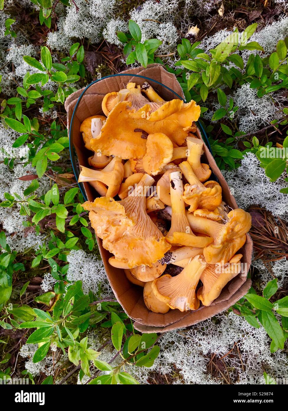 Wild edible mushrooms canada hi-res stock photography and images - Alamy