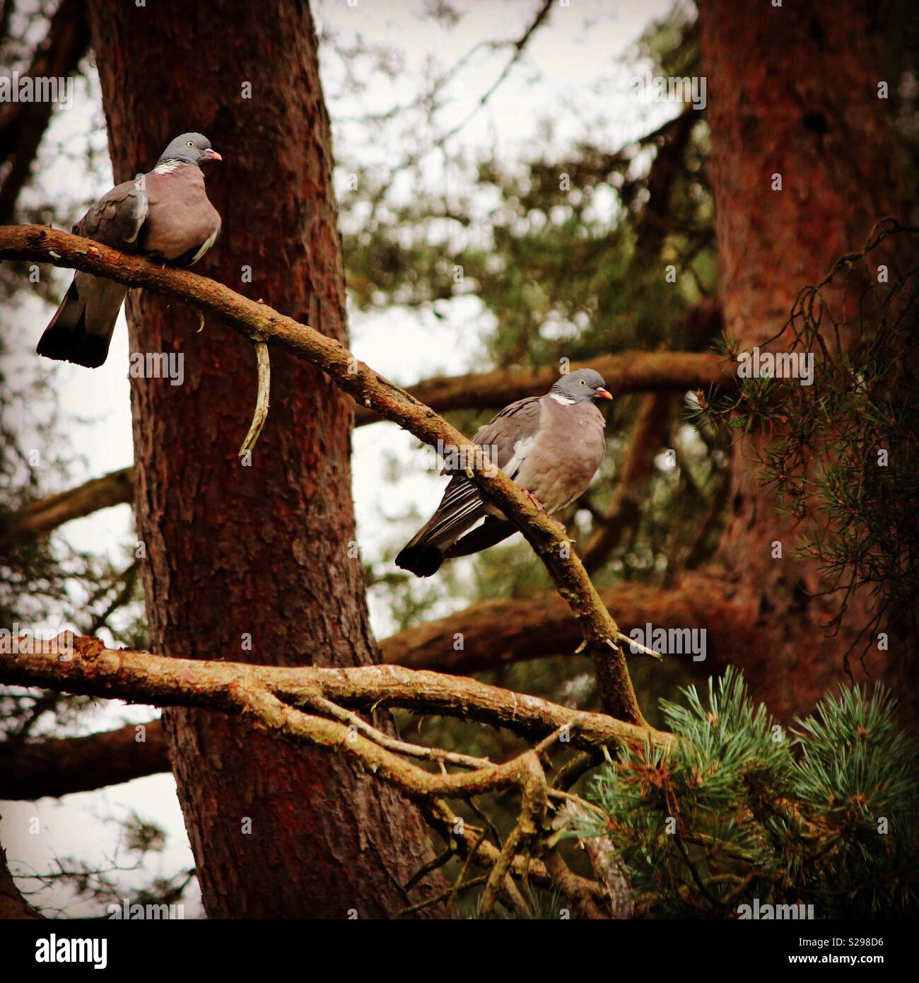 Birds of pine woods hi-res stock photography and images - Alamy