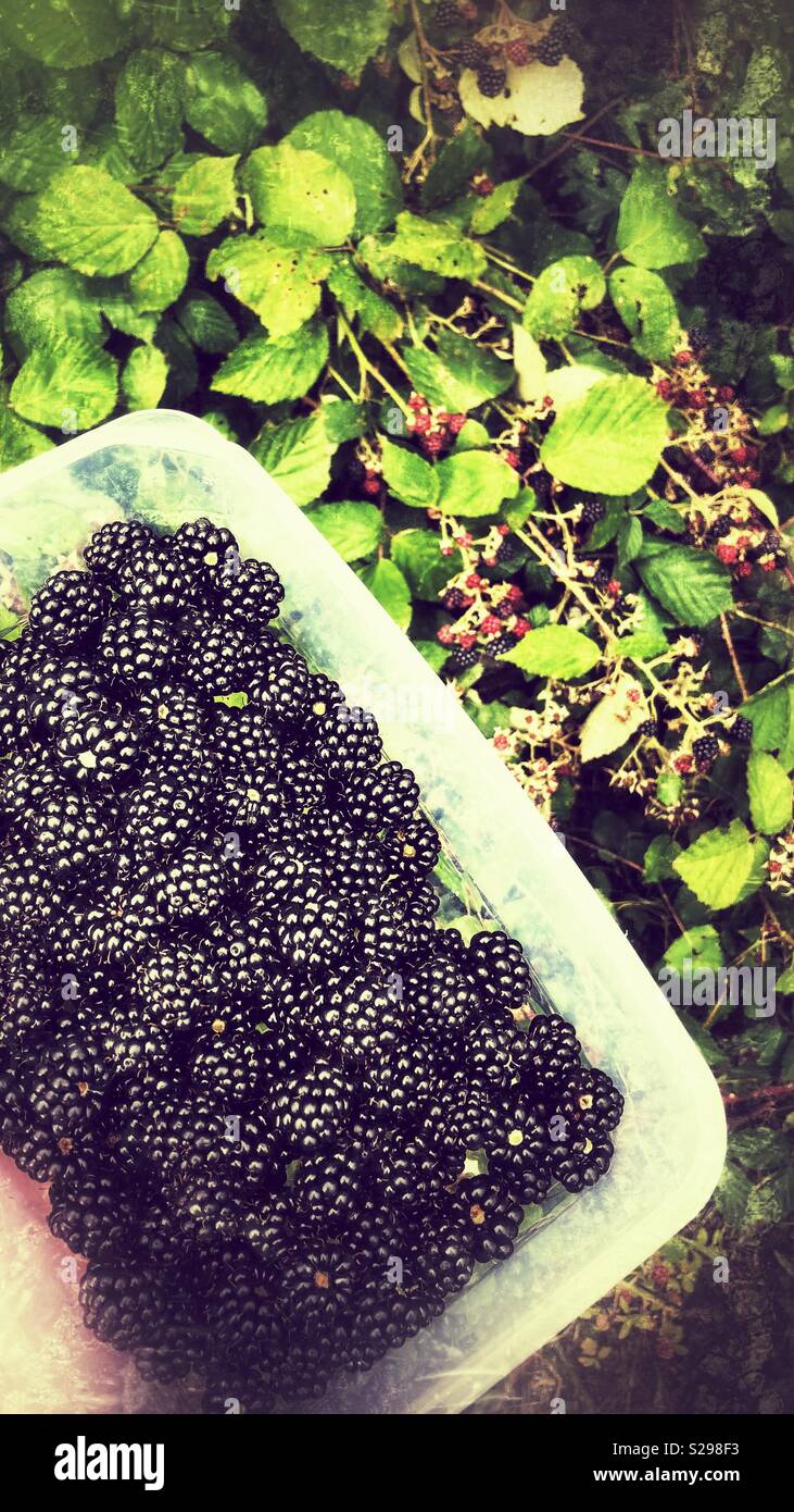 Foraging for brambles in West Sussex, UK Stock Photo - Alamy