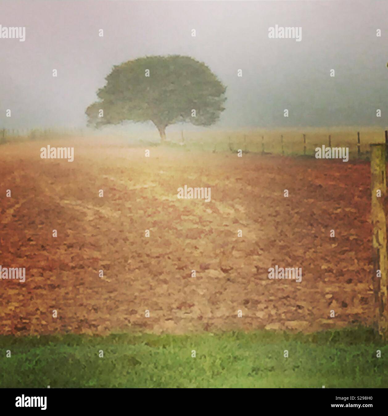 A tree standing its ground through a foggy morning Stock Photo - Alamy