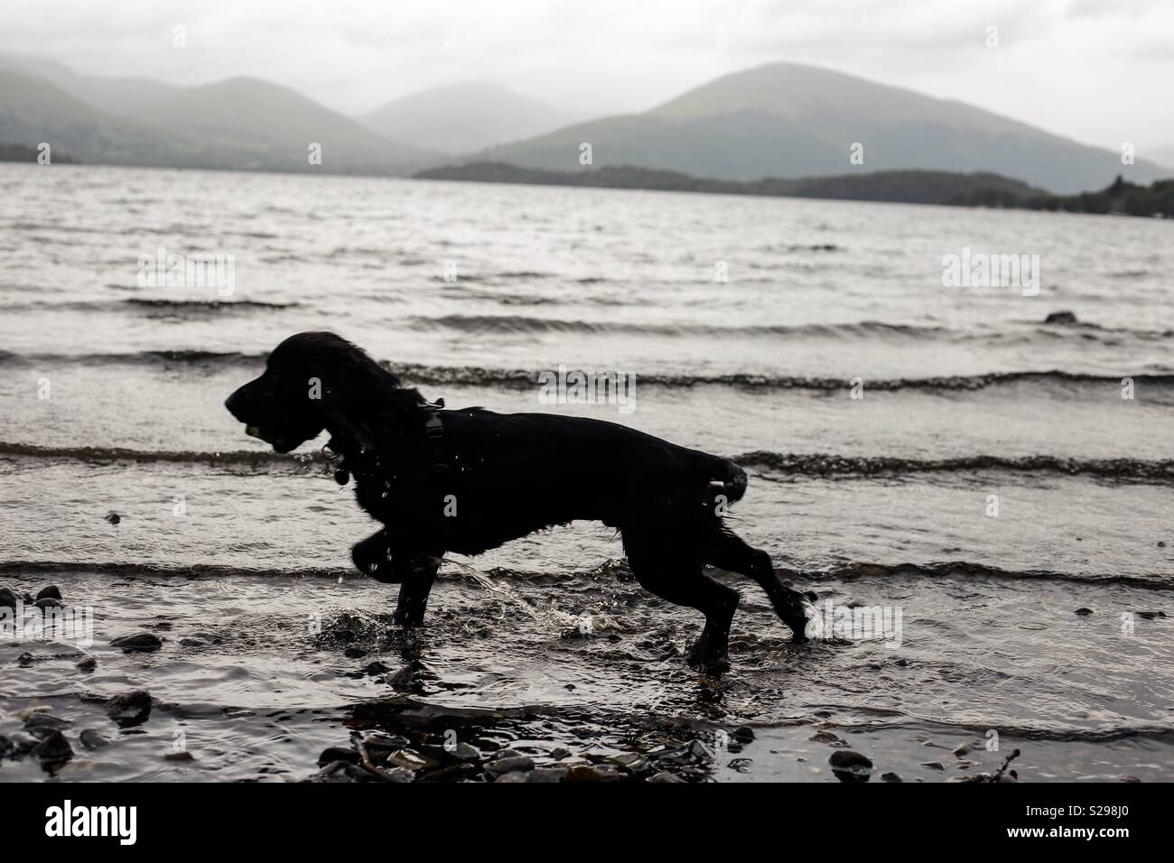 Dog in Loch Stock Photo - Alamy