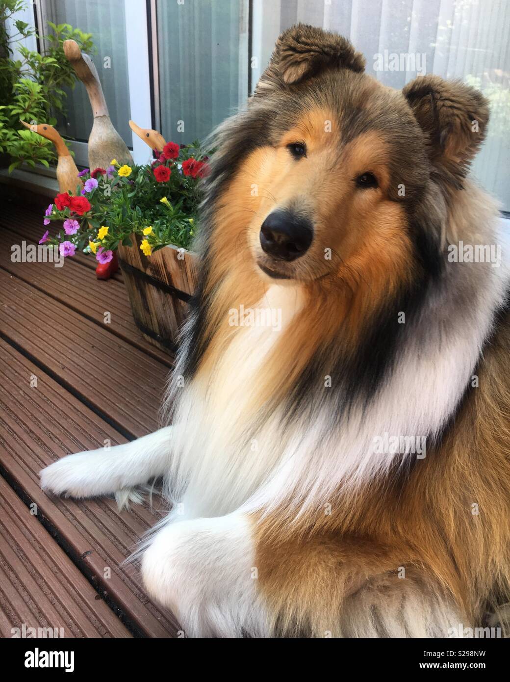 Lassie dog hi-res stock photography and images - Alamy